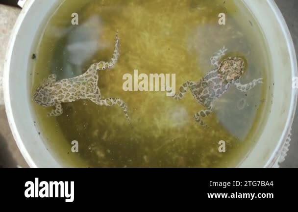 Bucket of frogs Stock Videos & Footage - HD and 4K Video Clips - Alamy