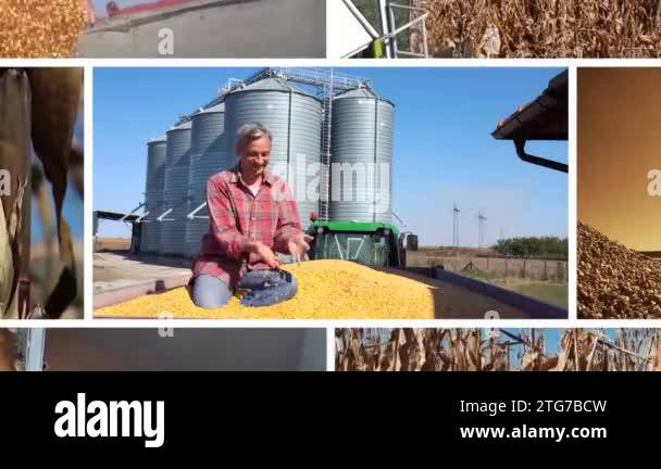 Corn Production, Storage And Export - Zoom Out Shot. Combine Harvester ...