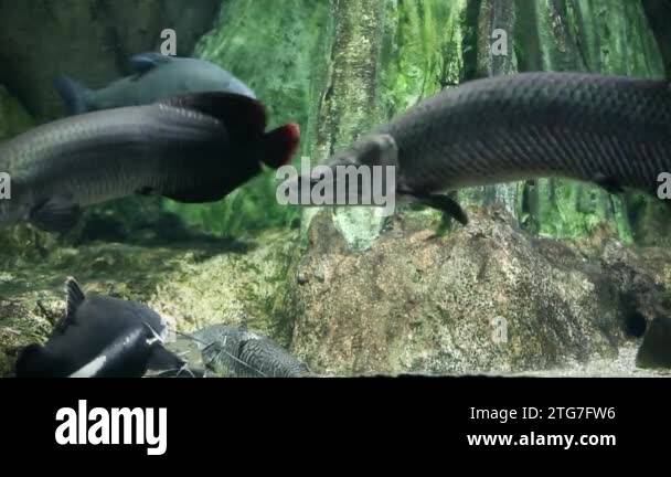 Arapaima Stock Videos & Footage - HD and 4K Video Clips - Alamy