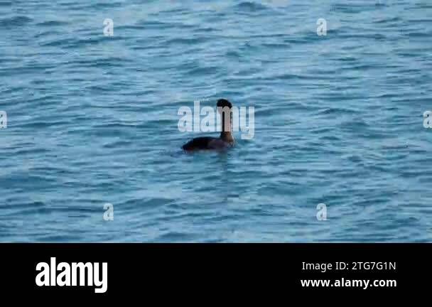 A red breasted merganser swims on surface of the calm blue water of ...