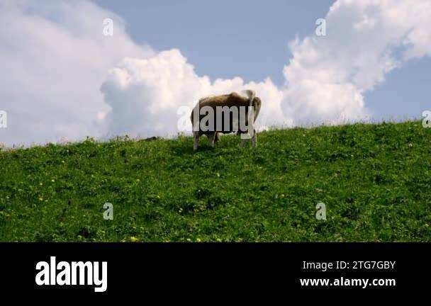 Cows in the field, grazing on grass and pasture in Ukraine, on a ...