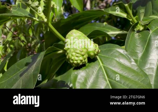 Morinda officinalis. Gynochtodes. Indian mulberry. Morinda plant. Green ...