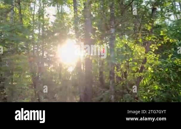 Rising sun shining branches forest beech trees Stock Videos & Footage ...