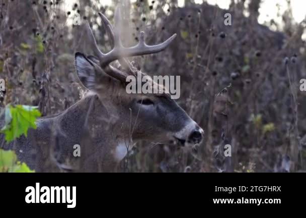 Whitetail deer white tailed deer Stock Videos & Footage - HD and 4K ...