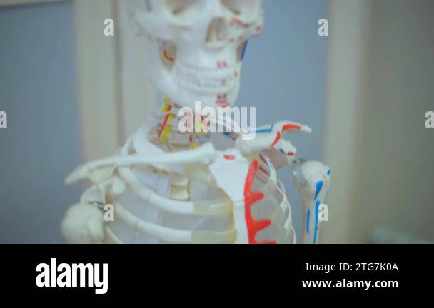 Anatomical medical three-dimensional model of the human skeleton for ...
