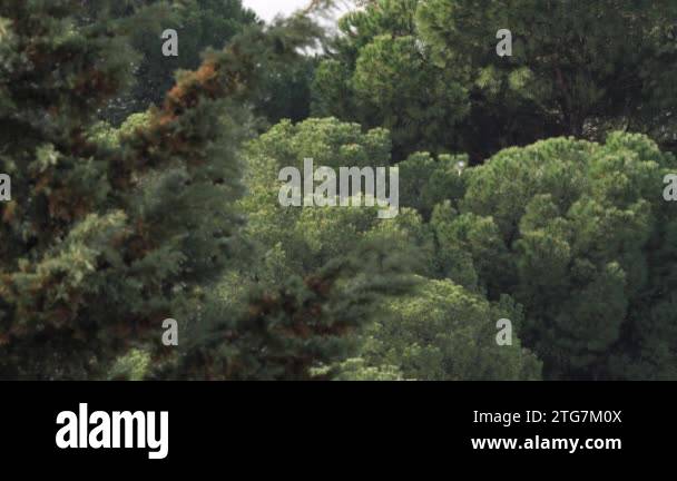 Single bird in trees Stock Videos & Footage - HD and 4K Video Clips - Alamy