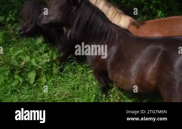 Mini stallion Stock Videos & Footage - HD and 4K Video Clips - Alamy