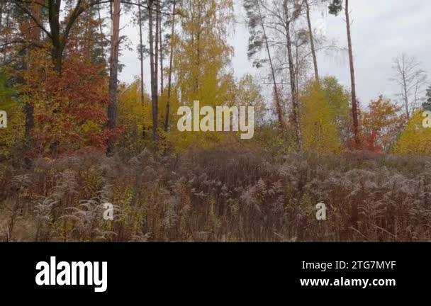 Deciduous forest on edge Stock Videos & Footage - HD and 4K Video Clips ...