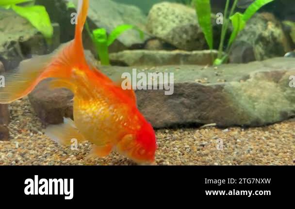 A goldfish with large fins swims in an aquarium. Close-up of an adult ...