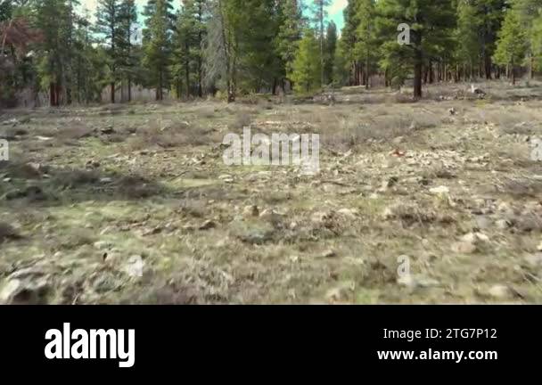 Flying through trees Stock Videos & Footage - HD and 4K Video Clips - Alamy