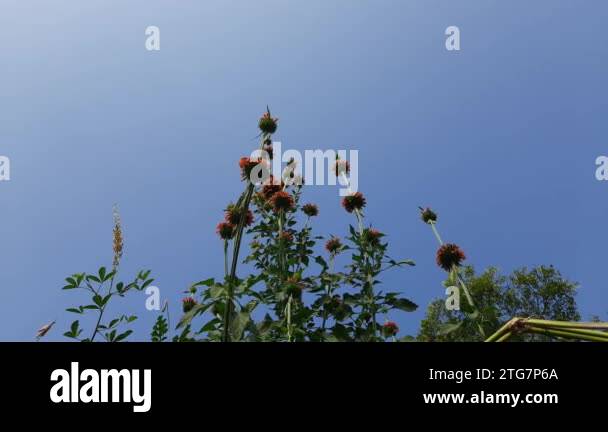 Leonotis nepetifolia plant with flowers. Its other names klip dagga and ...