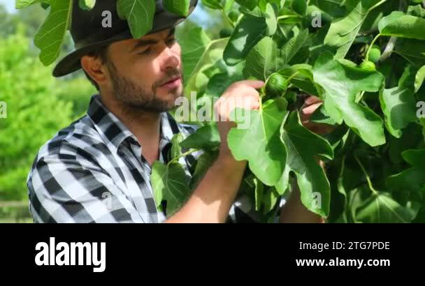 Farmer checking the quality of ripe fruit, its color and quality. The ...