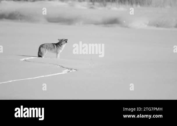 Mammal coyote howling Stock Videos & Footage - HD and 4K Video Clips ...
