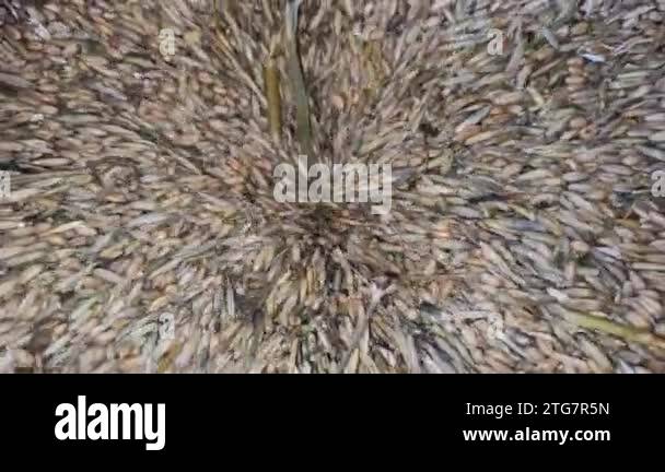 Wheat grain loading in granary. Processing wheat for flour. Wheat ...