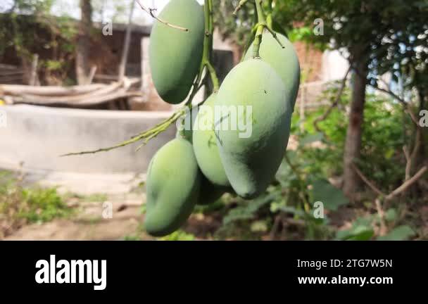 Mango hanging on the tree. Raw mango in tree . Mango is a popular fruit ...