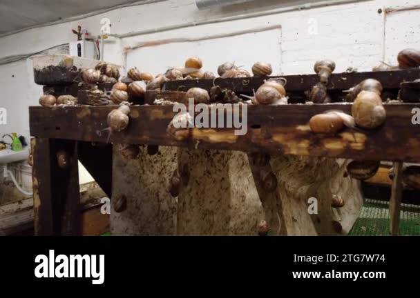 Snail enclosures Stock Videos & Footage - HD and 4K Video Clips - Alamy