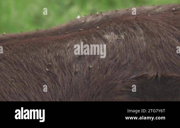 Annoying little flies on the animal's hair. Insects sitting on the ...