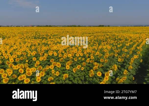 Europe. Ecology concept. Agrarian industry. Beauty of earth. Magical scene vivid yellow ...