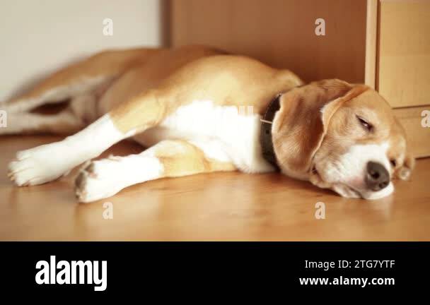 Lazy beagle Stock Videos & Footage - HD and 4K Video Clips - Alamy
