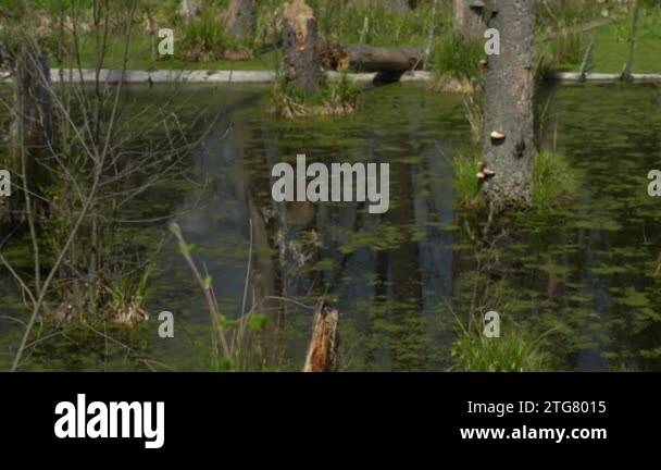 Spring landscape of the swamp in the forest.View of the green forest ...