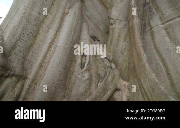 Bayan Banyan Ancient Giant Tree - The Oldest and Biggest Trees in Bali ...