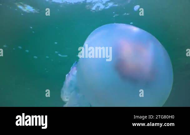 Floating in the thickness (Rhizostoma pulmo), commonly known as the ...