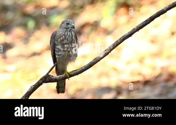 Shikra activities Stock Videos & Footage - HD and 4K Video Clips - Alamy