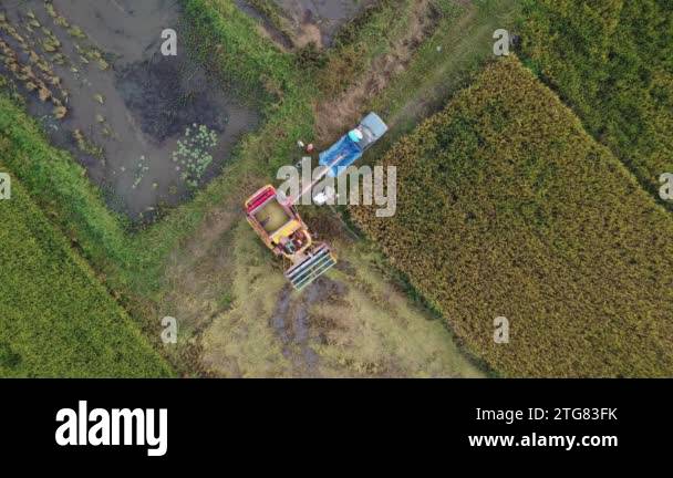Harvesting rice with a combine in a rice field. Drones fly over workers ...