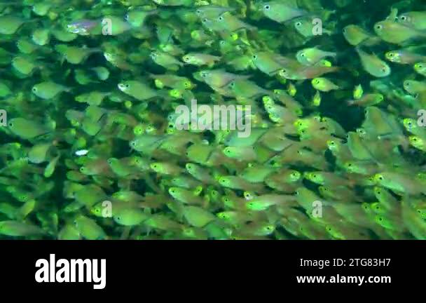 Form flocks Stock Videos & Footage - HD and 4K Video Clips - Alamy