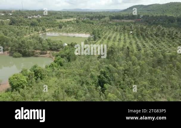 Mango plantations Stock Videos & Footage - HD and 4K Video Clips - Alamy