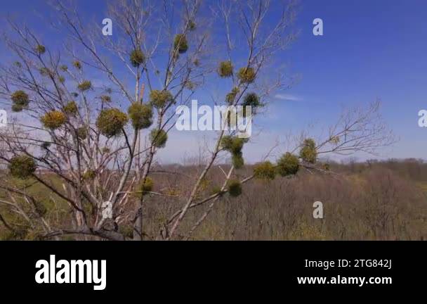 Mistletoe hanging on tree Stock Videos & Footage - HD and 4K Video ...