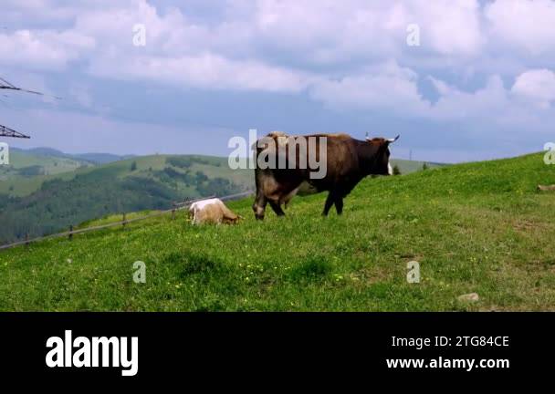 Cows in the field, grazing on grass and pasture in Ukraine, on a ...