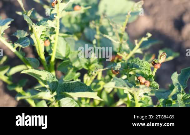 Potato bug larva eating potatoes leaves in garden. Major pest of potato ...