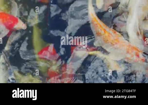 A variety and fancy carp fish with red yellow orange black gold and ...