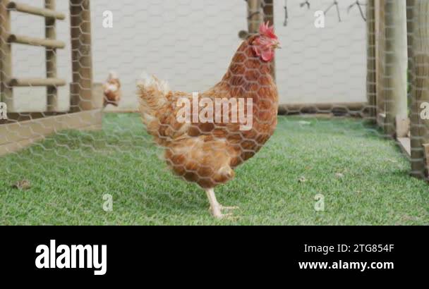 Close up of hen behind fence on farm. homesteading, healthy lifestyle ...