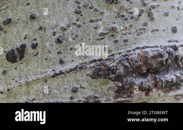 Gray green smooth black scarred bark of Floating Aspen, Populus ...