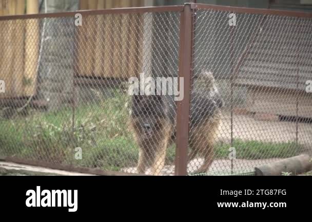 Sad homeless lonely dog partial heterochromia unwanted and barking in ...