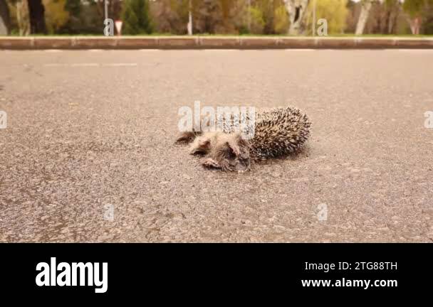 Animal street car Stock Videos & Footage - HD and 4K Video Clips - Alamy