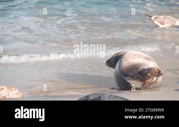 Cute wild spotted fur seal, pacific harbor sea lion resting, sandy ...