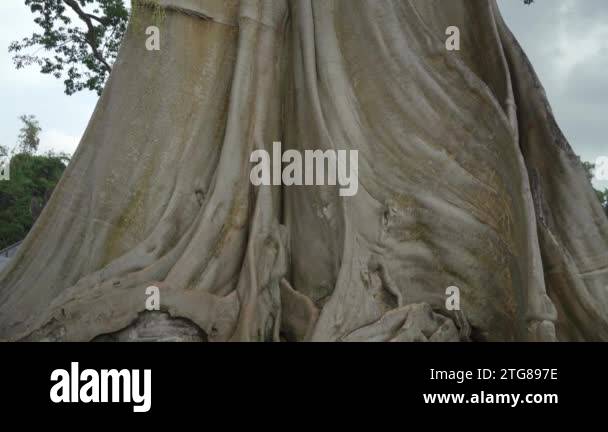 Bayan Banyan Ancient Giant Tree - The Oldest and Biggest Trees in Bali ...