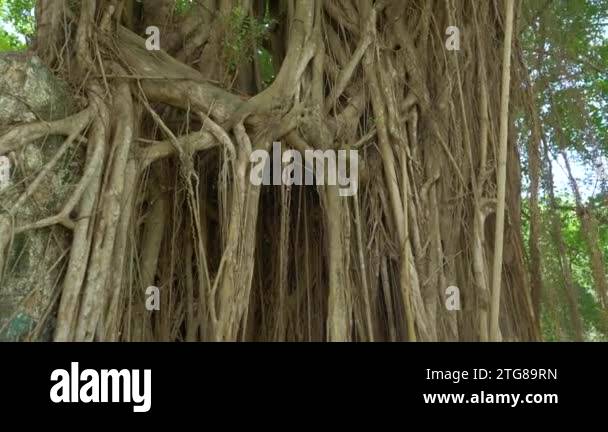 CLOSE UP: Strangler fig rises above other trees in the heart of a ...