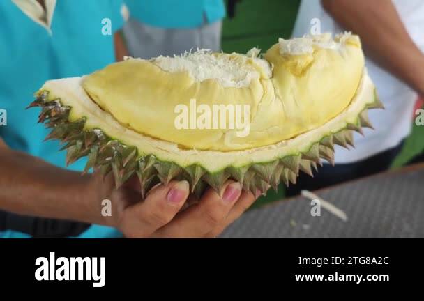 Gardener man cut open durian, open flesh of yummy organic yellow yummy ...
