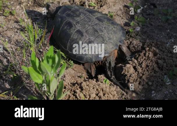 Female common snapping turtle Stock Videos & Footage - HD and 4K Video ...
