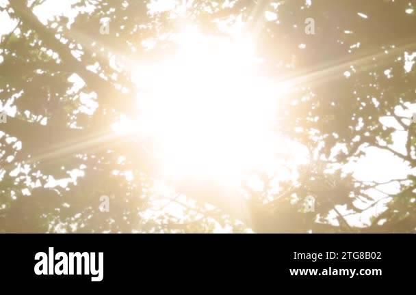 The shining sun with its glow and the warm rays through the trees ...