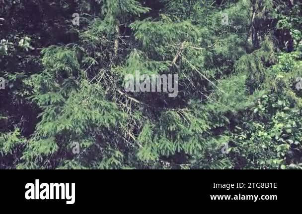 Picea spruce, a genus of coniferous evergreen trees in the pine family ...