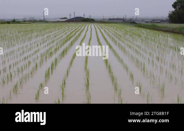 Landscape planted rice field Stock Videos & Footage - HD and 4K Video ...