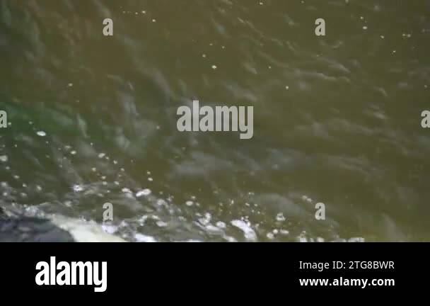 Atlantic salmon spawning in shallow river stream. Fish nesting in fresh ...