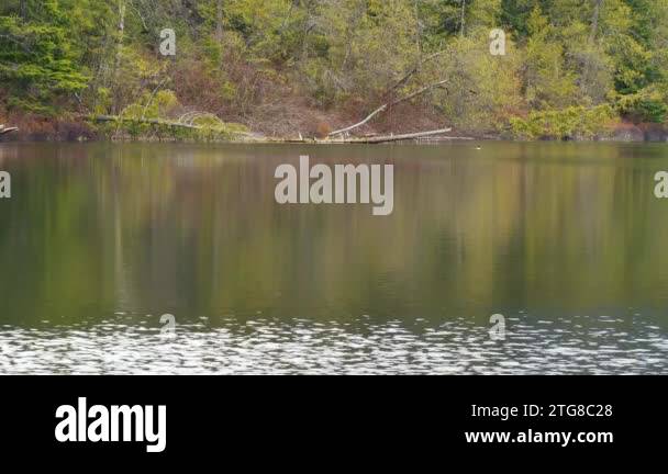 Duck lake canada Stock Videos & Footage - HD and 4K Video Clips - Alamy