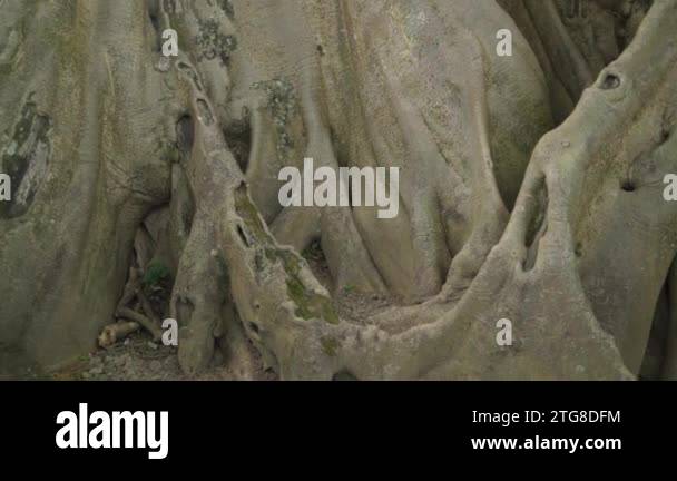 Bayan Banyan Ancient Giant Tree - The Oldest and Biggest Trees in Bali ...