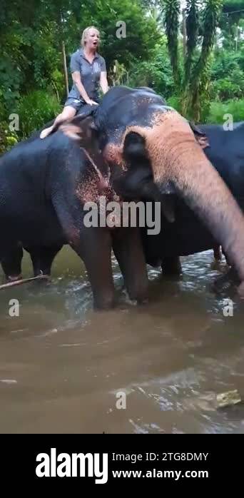 an adult woman riding an elephant an elephant pours water on her she ...